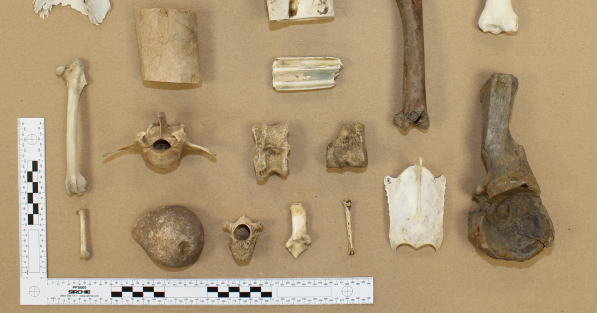 Human Skeletal Anatomy and Comparative Anatomy